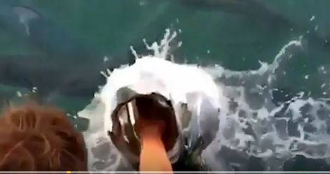 Fish attacks man, swallows arm - Videos - Virals - Emirates24|7