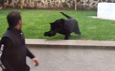 Panther attacks man from behind - News - World - Emirates24|7