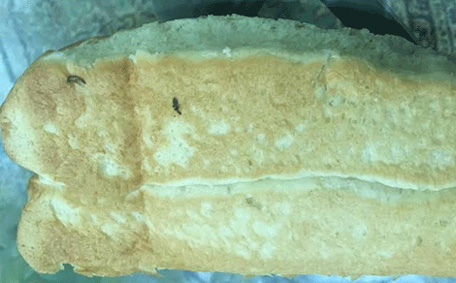 RAK bakery shut over 'insects in bread' - News - Emirates - Emirates24|7