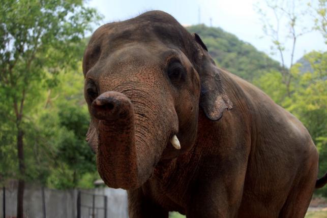 Pakistan's lonely elephant 'mentally ill' - Offbeat - This is life ...