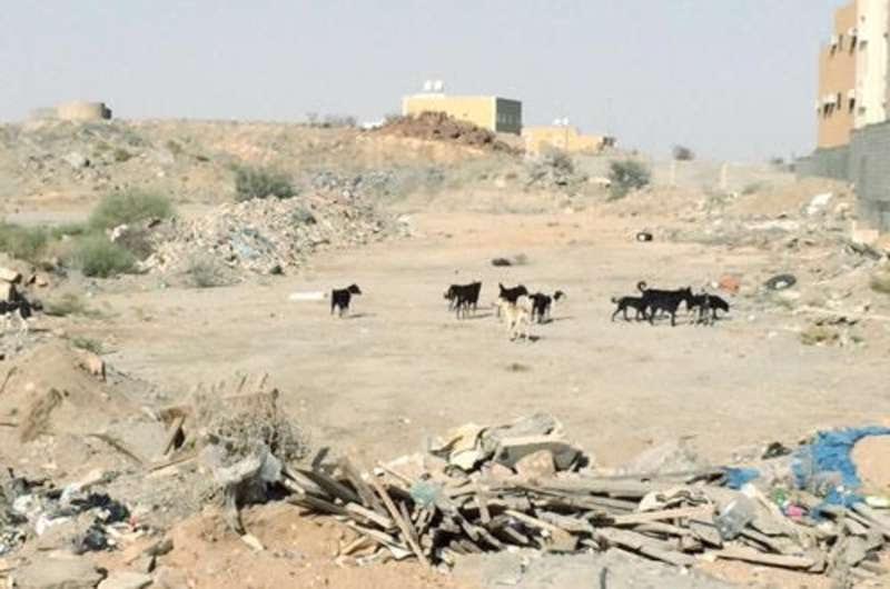 Over 13,000 stray dogs killed in Saudi city - News - Region - Emirates24|7