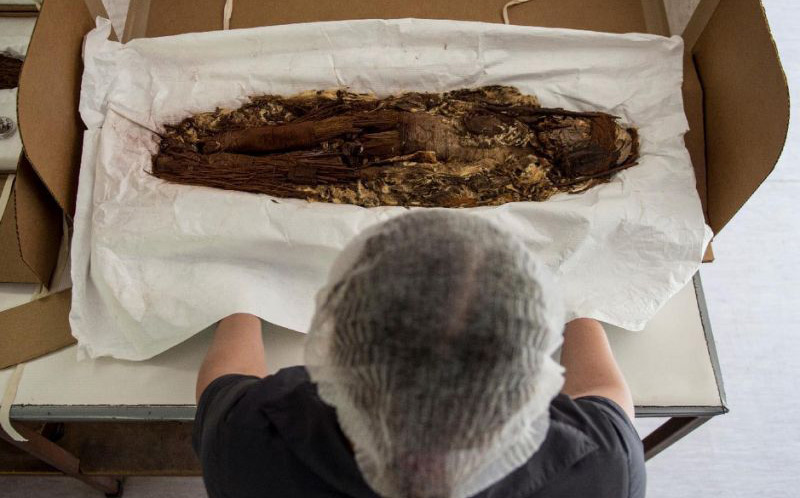 Scans unveil secrets of world's oldest mummies - - Emirates24|7
