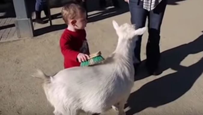 Hilarious moment a farting goat scares a child - Videos - Virals ...