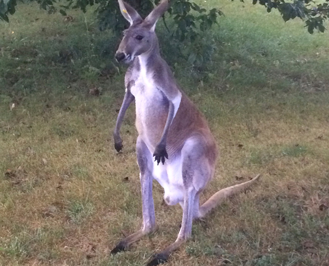 Help! Help! There’s a kangaroo loose on Highway - Offbeat - This is ...