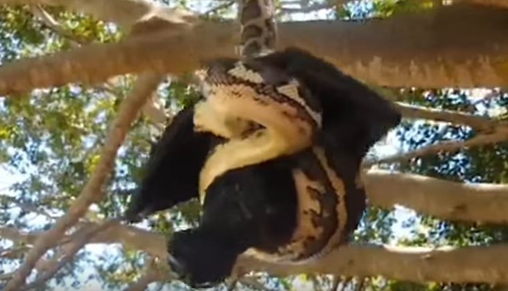 Python and bat battle to death - Offbeat - Crazy World - Emirates24|7