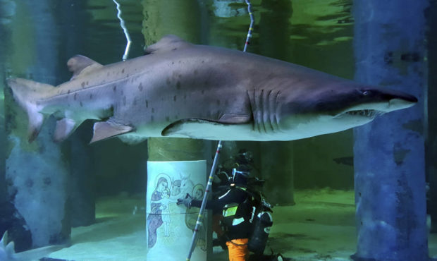 Sharks in Italy get into Christmas spirit with creche - Offbeat - This ...