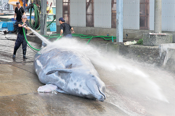 Study finds whale cull unnecessary - eb247 - The Business of Life ...