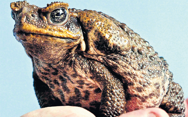 Toxic toads culled in Australia - eb247 - News - Australasia - Emirates24|7